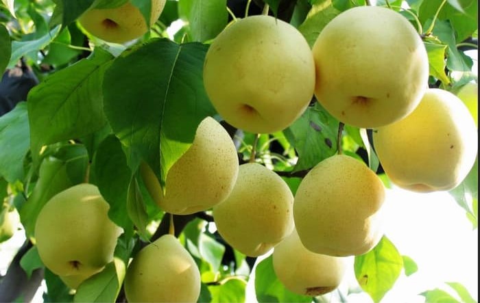 Pohon Pir di Empat Musim